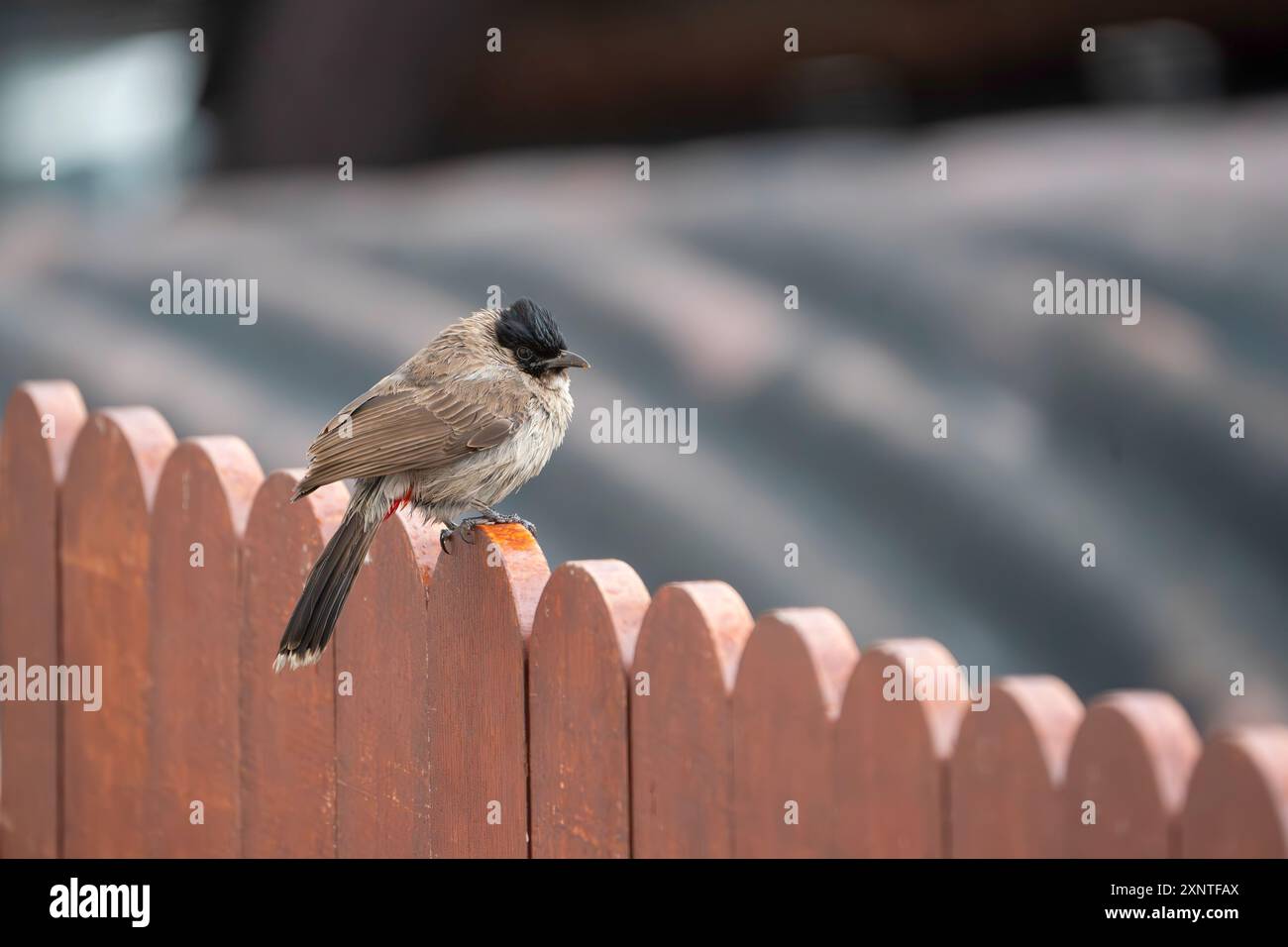 sooty-headed bulbul Pycnonotus aurigaster Stock Photo - Alamy