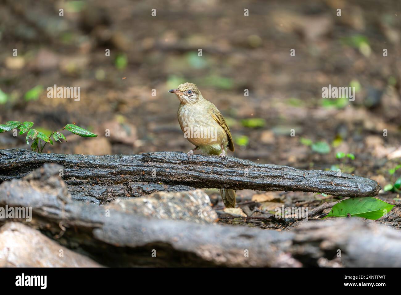 Pycnonotus conradi hi-res stock photography and images - Alamy