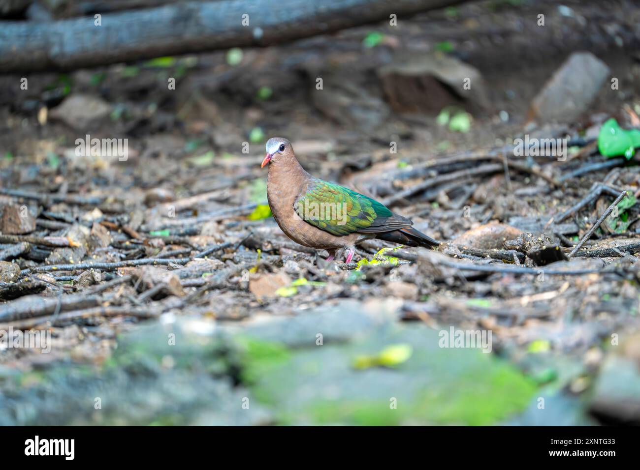 Common asian emerald dove hi-res stock photography and images - Alamy