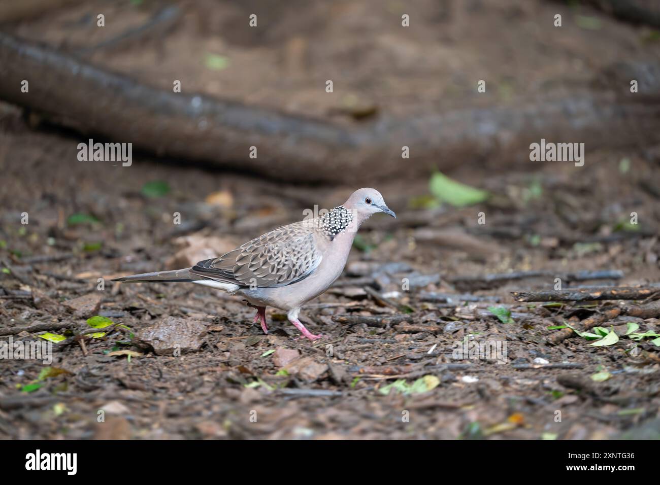 Spotted dove spilopelia chinensis hi-res stock photography and images ...