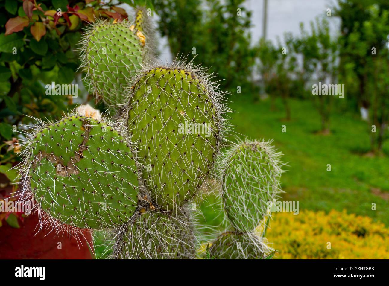 Duraznillo opuntia hi-res stock photography and images - Alamy