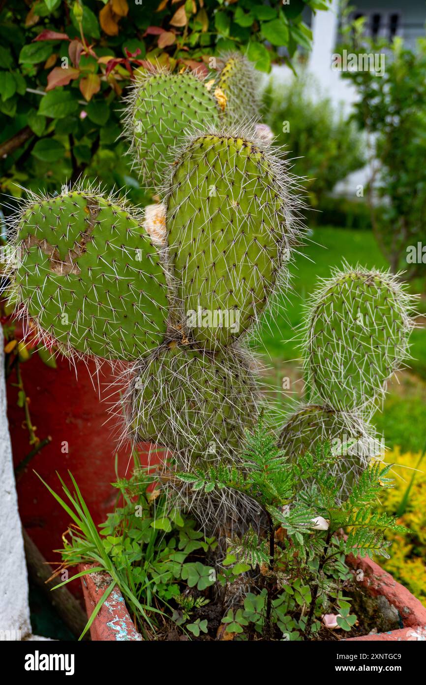 Duraznillo opuntia hi-res stock photography and images - Alamy