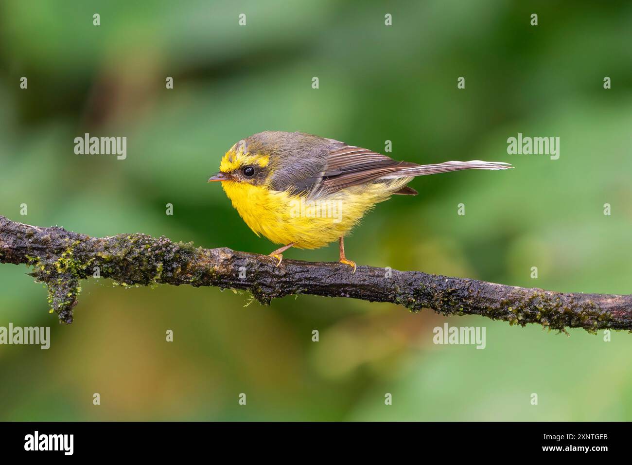 Yellow bellied fairy fantail hi-res stock photography and images - Alamy