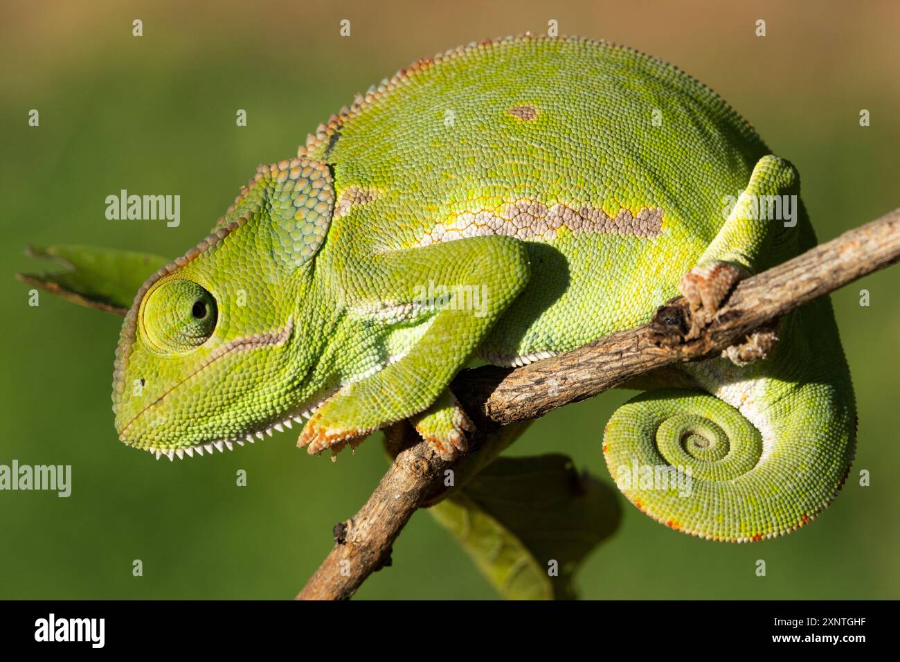 Zygodactylous feet hi-res stock photography and images - Alamy