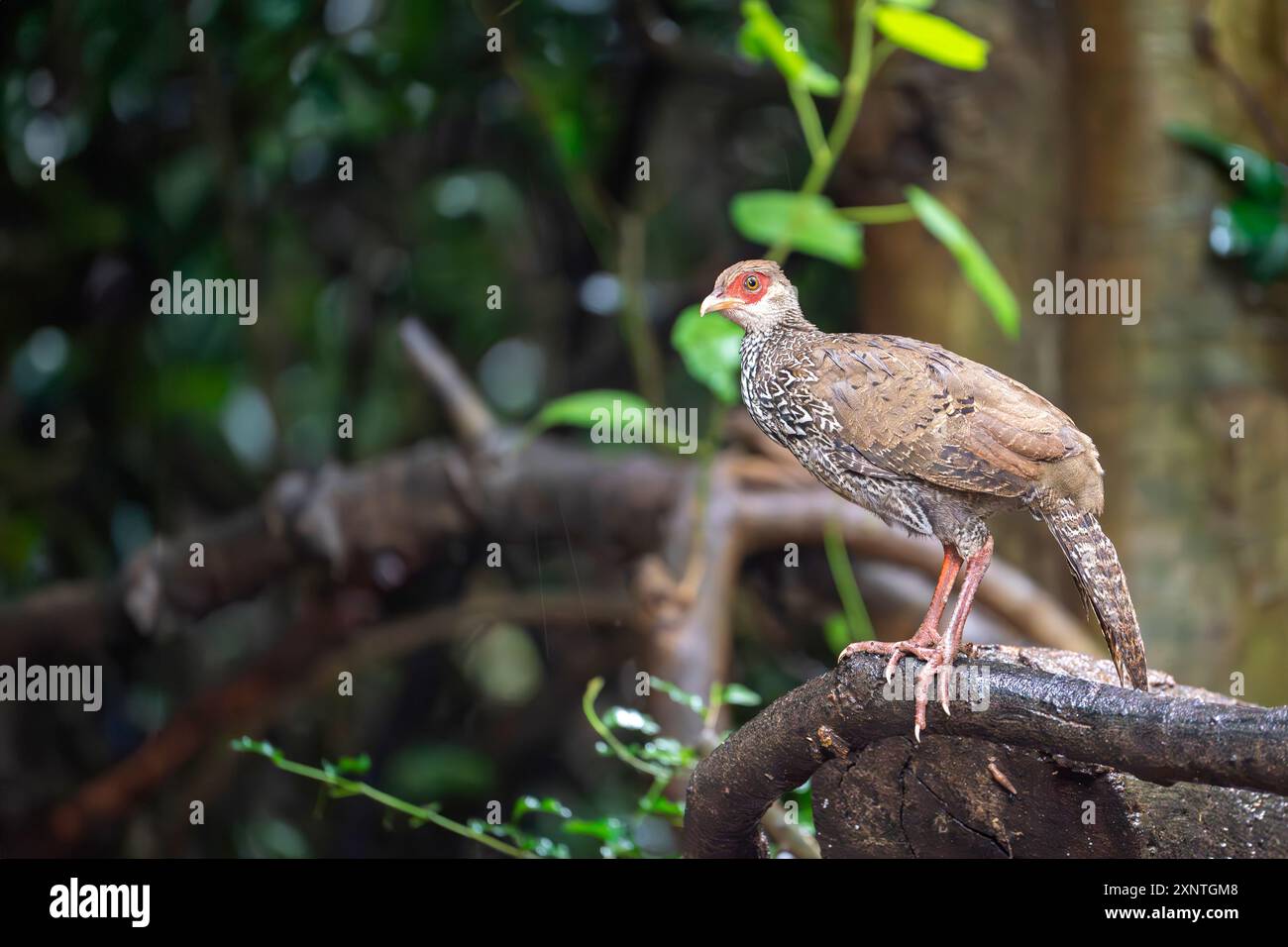 kalij pheasant, Lophura leucomelanos crawfurdii in Kaeng Krachan NP ...