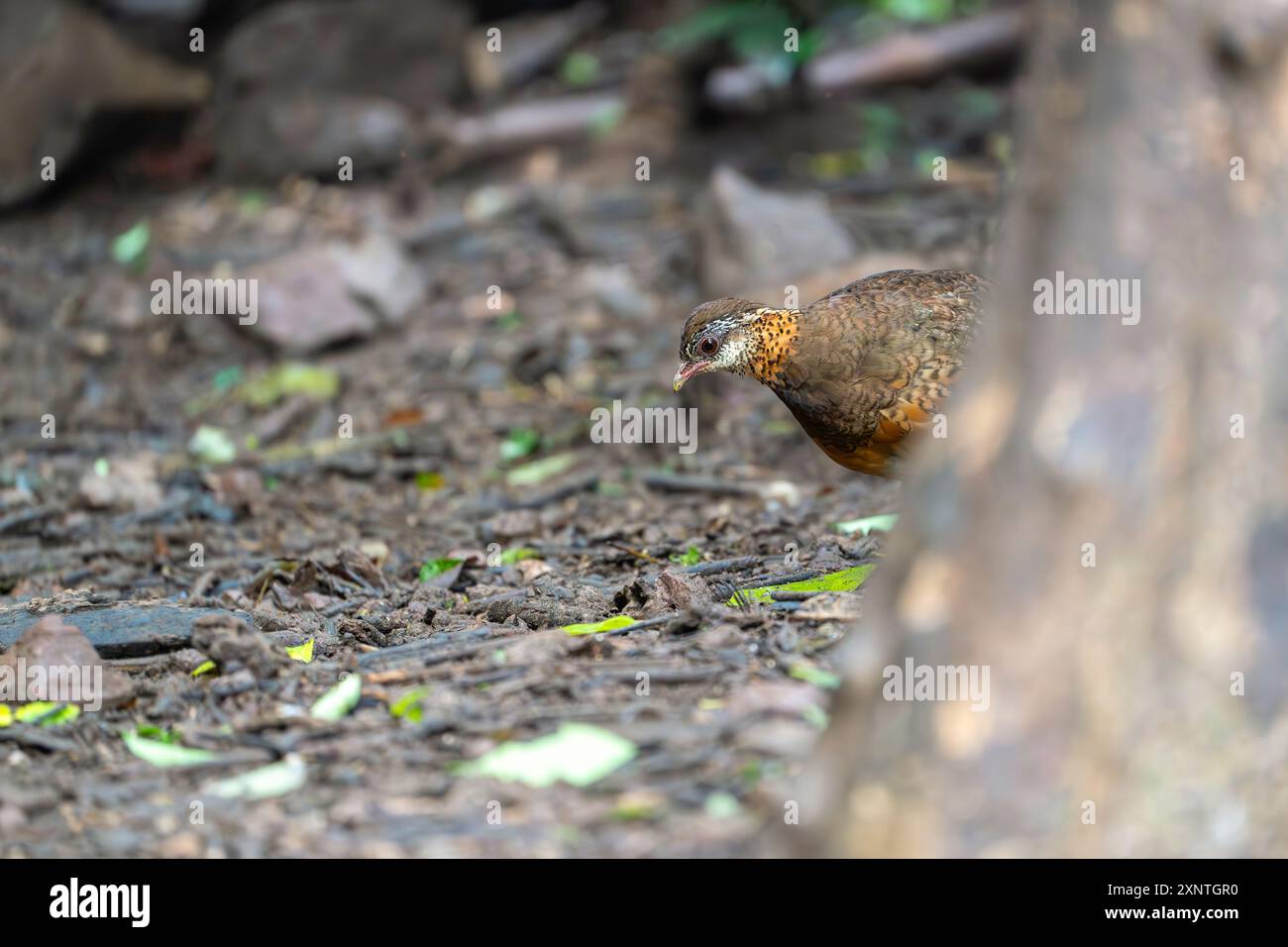 green-legged partridge, Tropicoperdix chloropus in Kaeng Krachan NP ...
