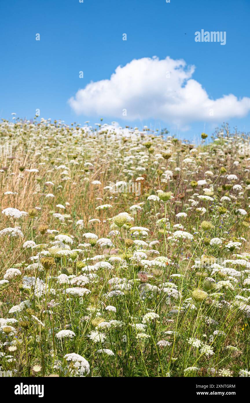 Meadow with white yarrow and hogweed flowers, blooming wildflower field ...