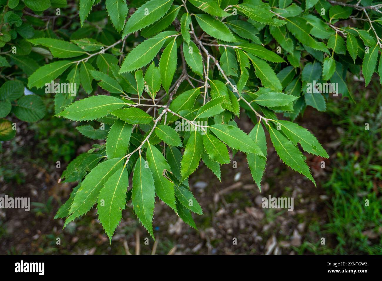 Hoheria hi-res stock photography and images - Alamy