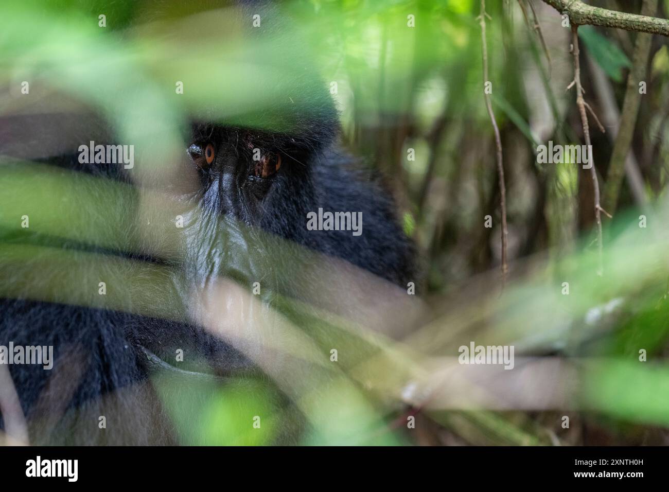 Rwanda, Volcanoes National Park. Mountain gorilla (Gorilla beringei ...