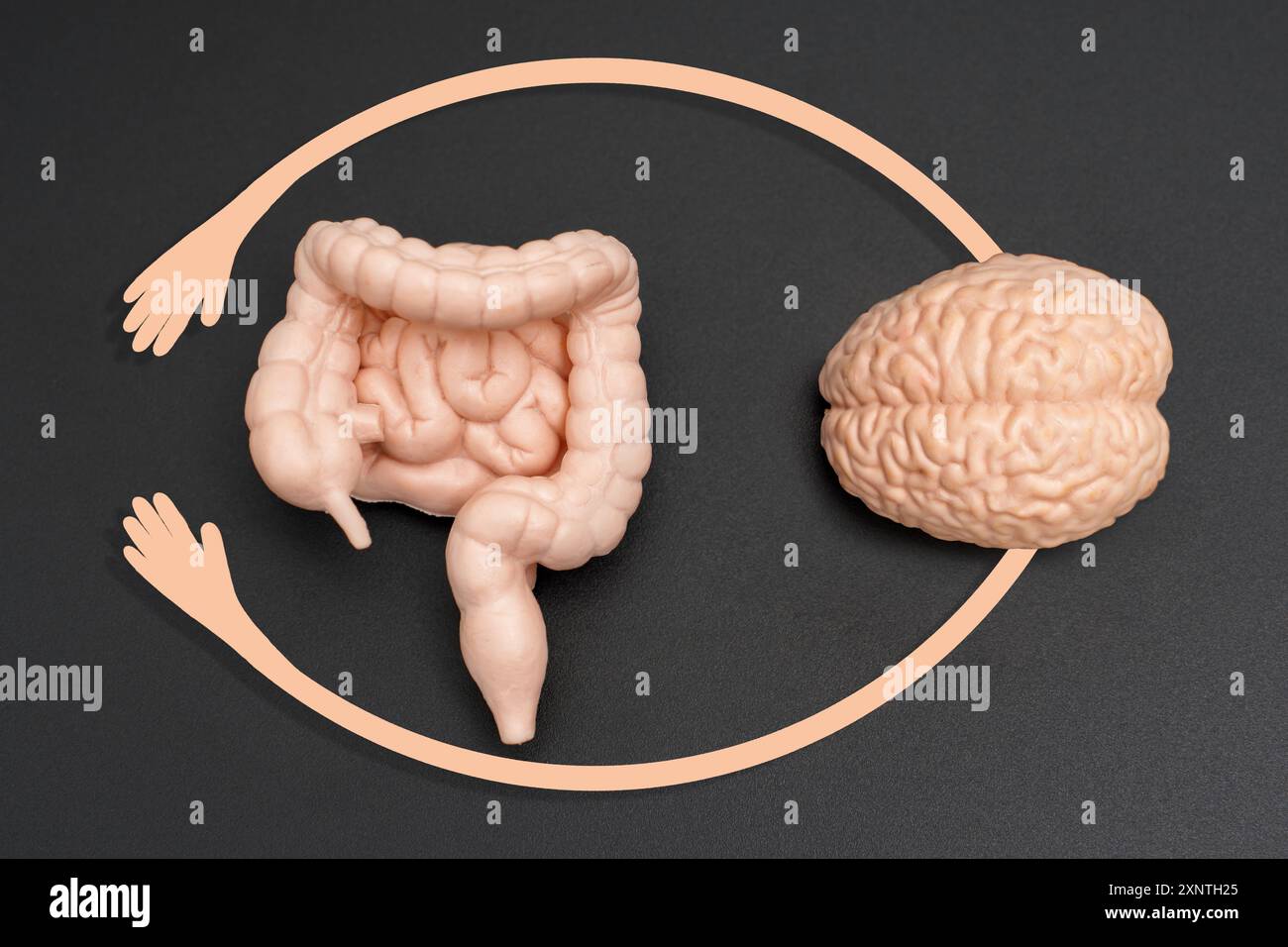Visual representation of the brain and gut highlighting their ...