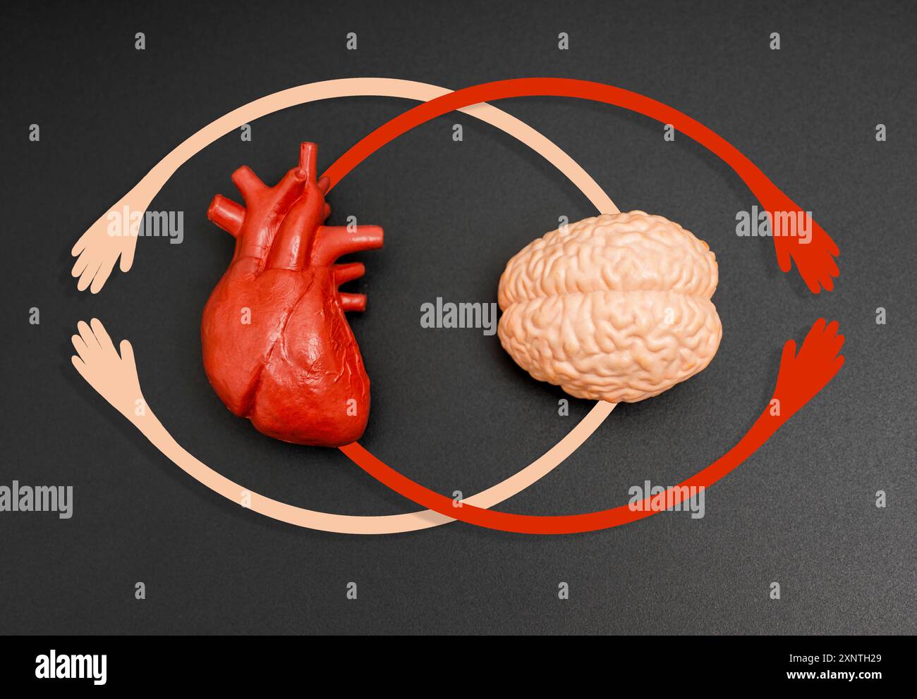 Heart and brain models with hand-shaped circles as visual ...