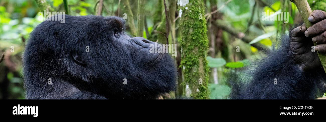 Rwanda, Volcanoes National Park. Mountain gorilla (Gorilla beringei ...