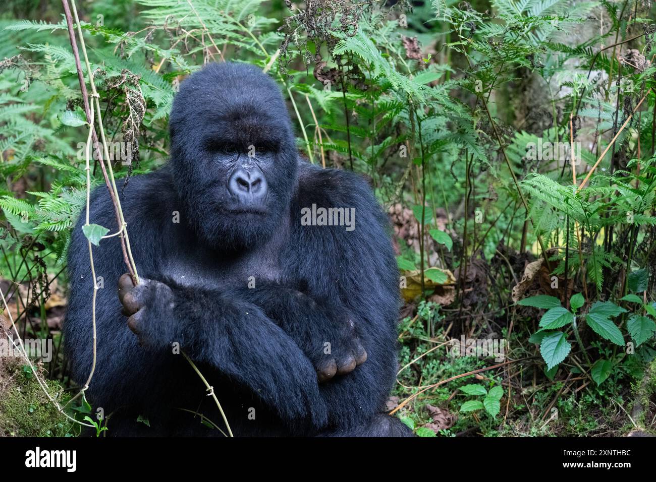 Rwanda, Volcanoes National Park. Mountain gorilla (Gorilla beringei ...