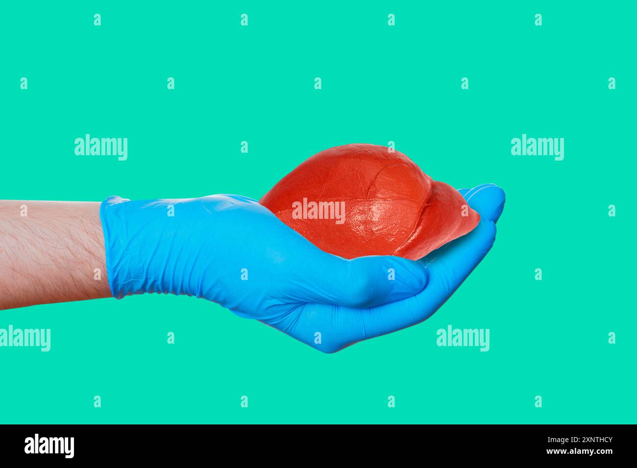 Large scale detailed anatomical liver model held in a blue-gloved hand ...