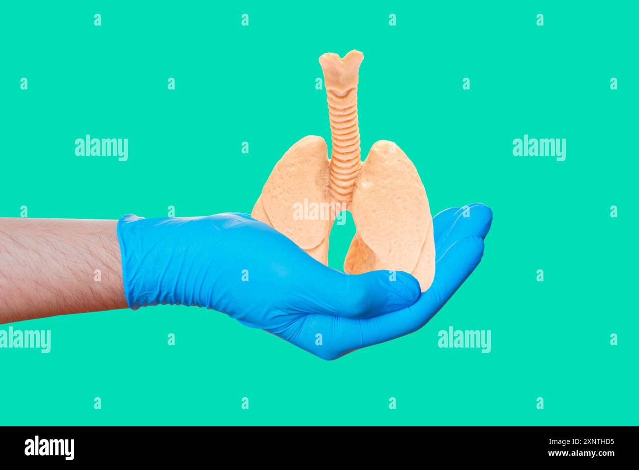 Large scale anatomical model of a human lung displayed in a hand ...