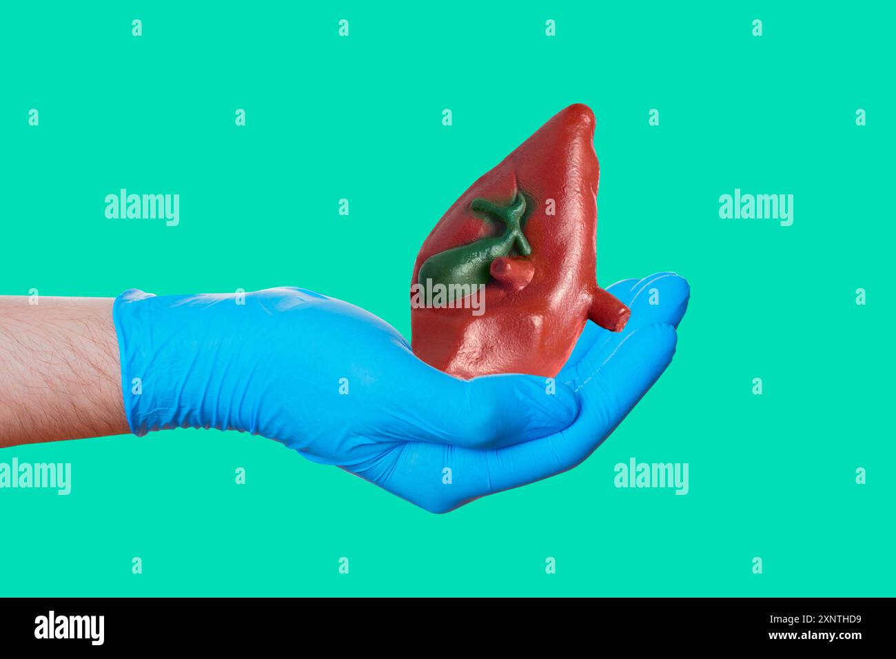 Gloved hand presents a detailed anatomical model of a human kidney ...