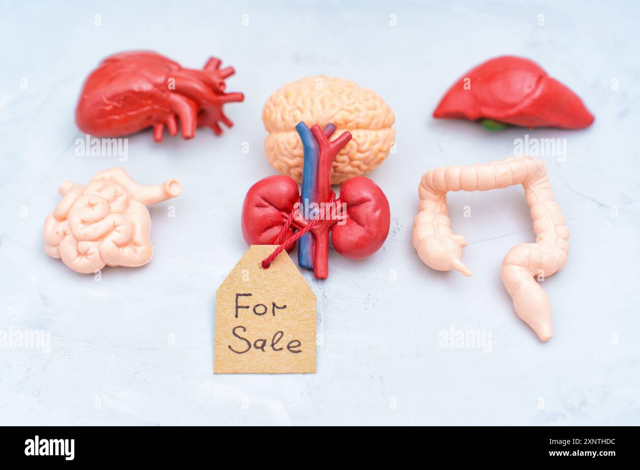 Display of anatomical models of various human organs including kidneys ...