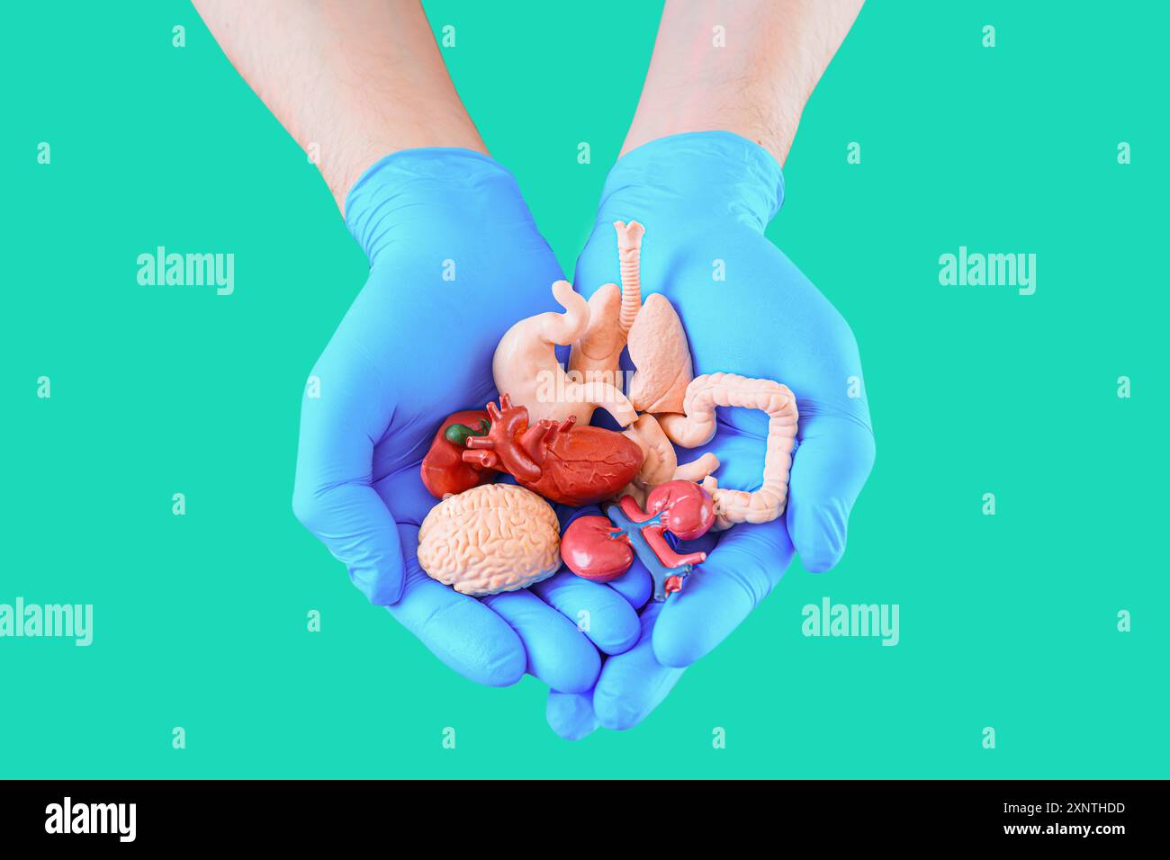 Pair of gloved hands displaying a collection of anatomical models of ...