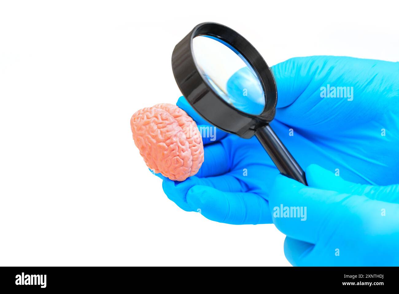 Brain model carefully inspected in gloved hand with magnifying glass ...