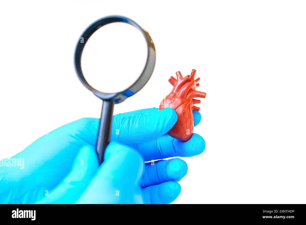 Close-up of human heart model held in gloved hand, examined with ...