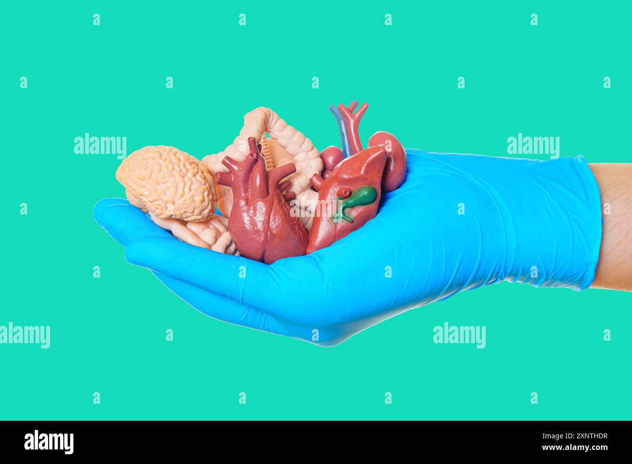 Close-up view of a hand wearing a blue glove, holding detailed ...