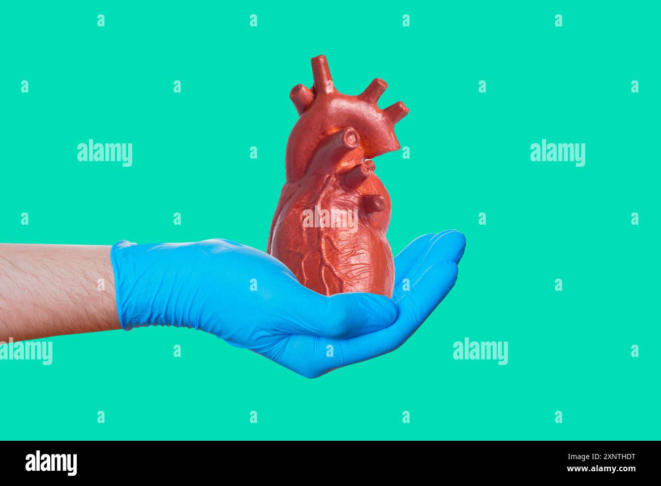 Understanding heart anatomy hi-res stock photography and images - Alamy