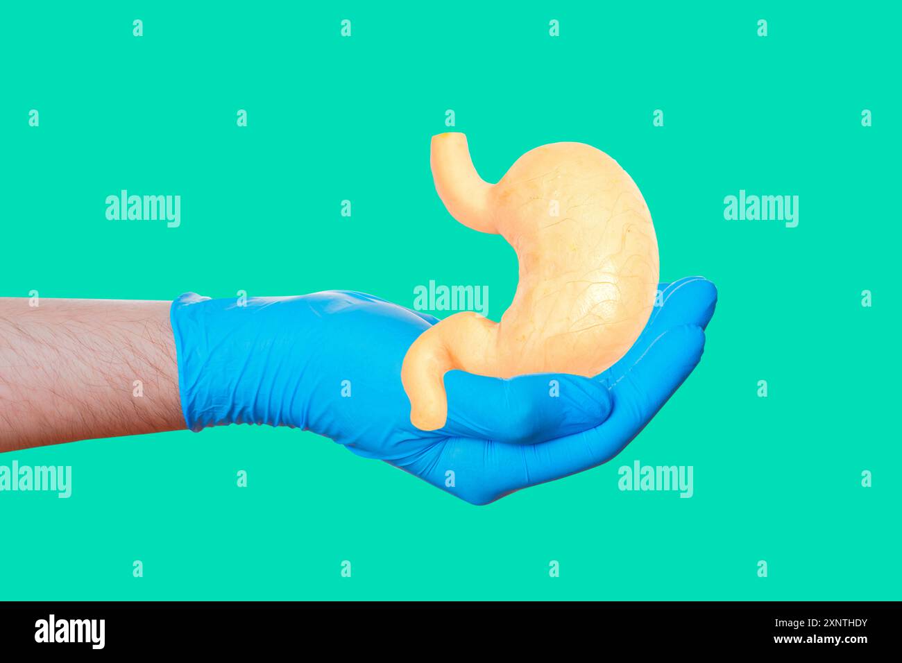 Gloved hand holds a detailed large scale anatomical model of a human ...