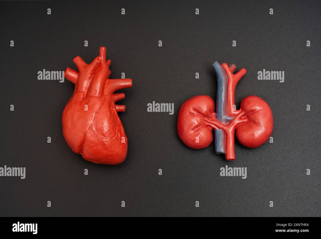 Understanding heart anatomy hi-res stock photography and images - Alamy