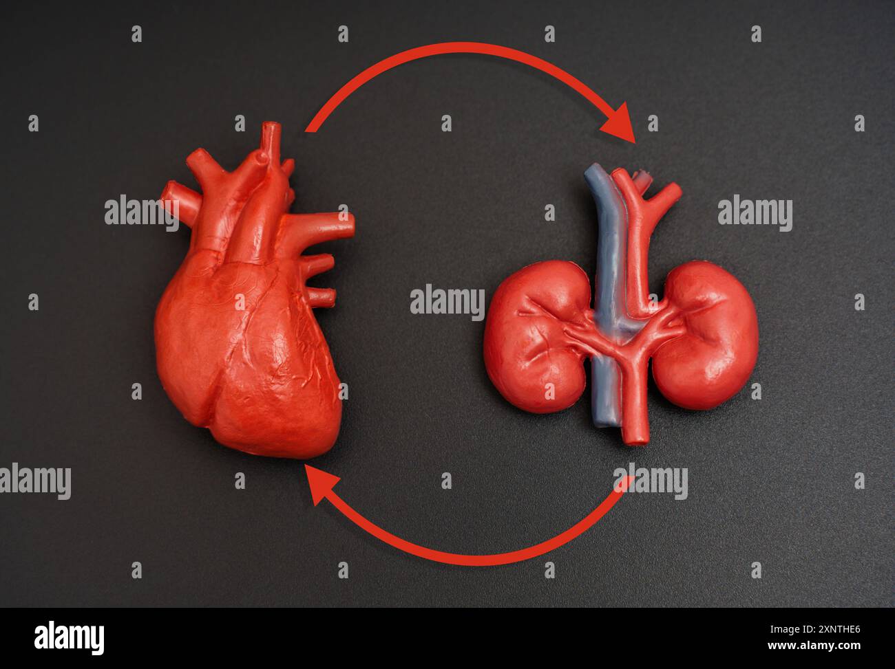 Anatomically correct heart and kidney models with circular arrows ...