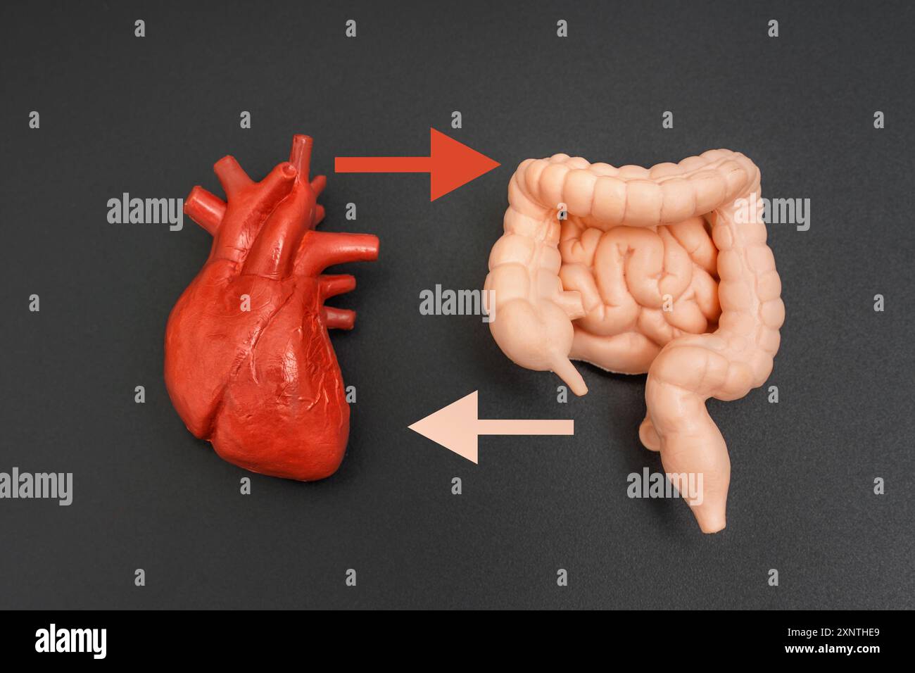 Bi-directional arrows connecting heart and intestines models ...