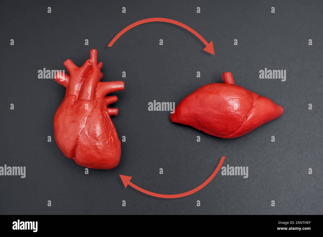 Anatomical models of heart and liver connected by arrows, illustrating ...