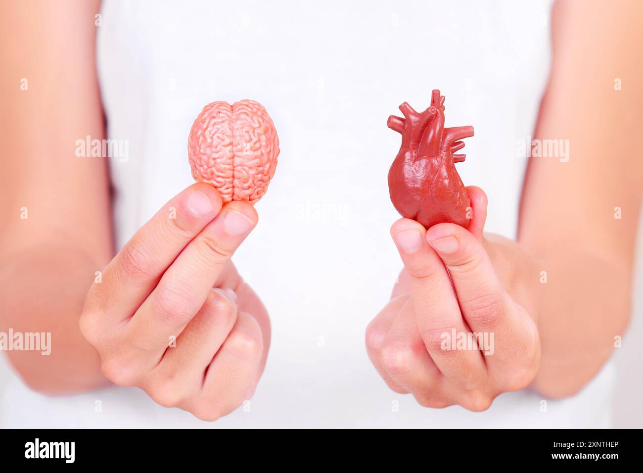 Understanding heart anatomy hi-res stock photography and images - Alamy