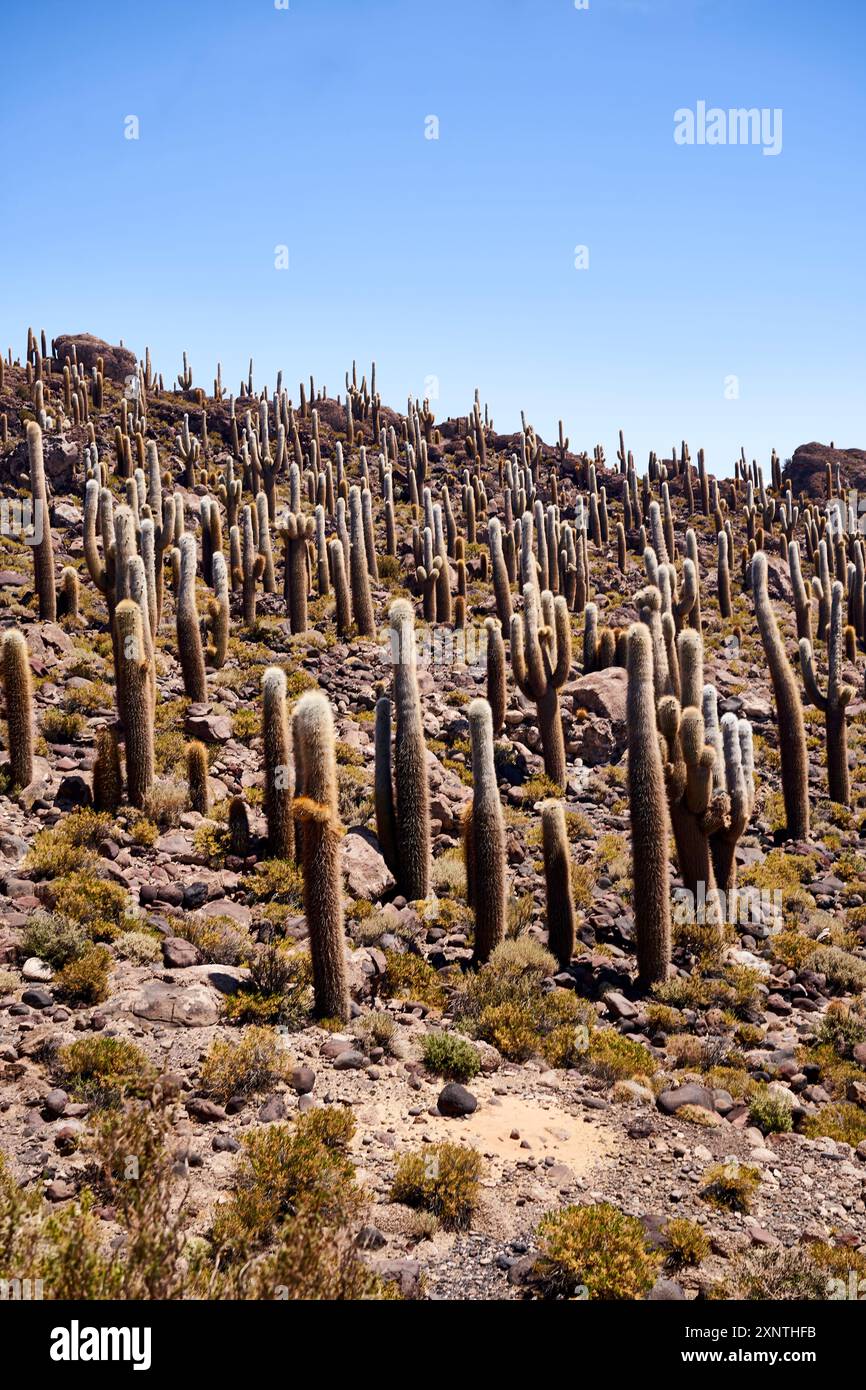 Cacti create hi-res stock photography and images - Alamy