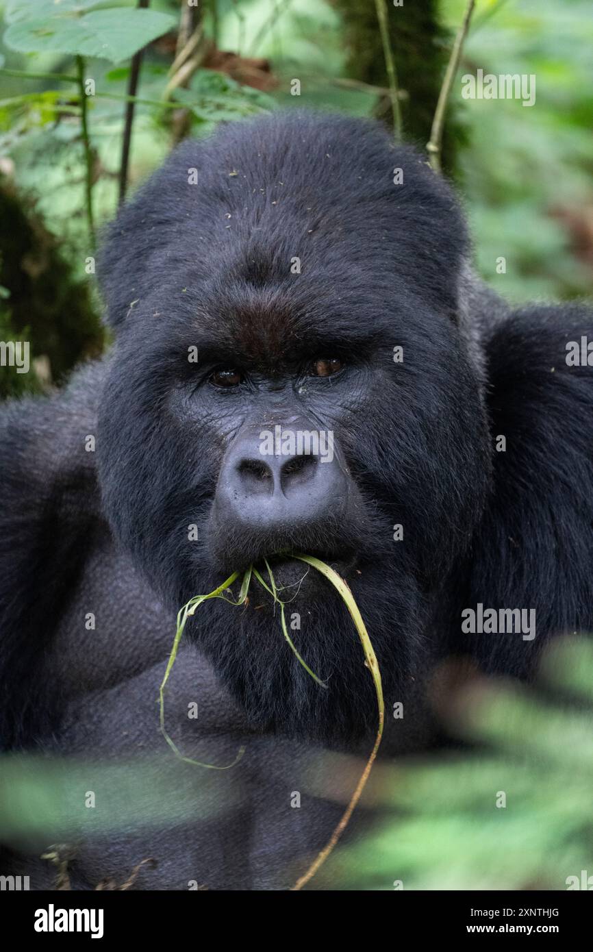 Rwanda, Volcanoes National Park. Mountain gorilla (Gorilla beringei ...
