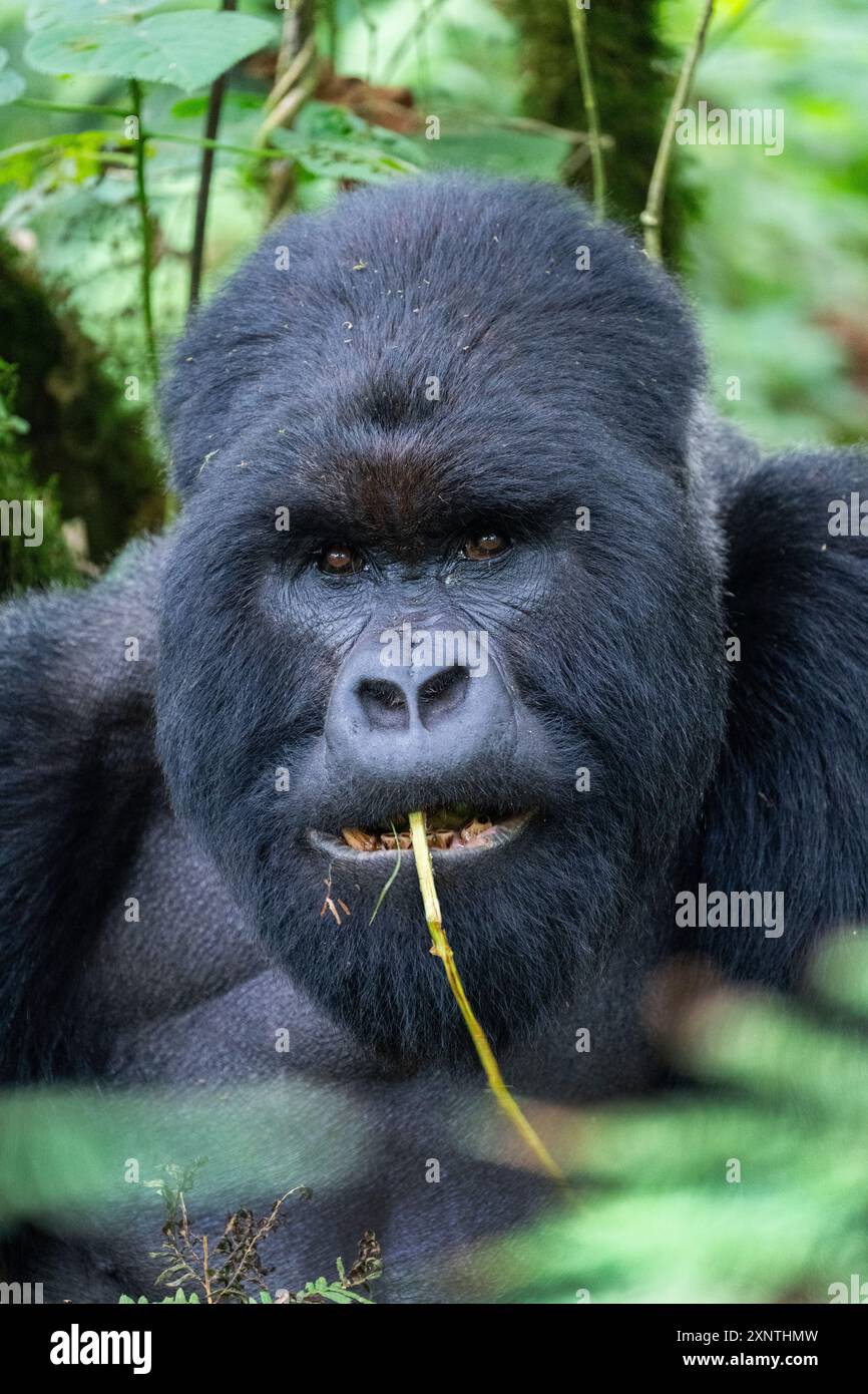 Rwanda, Volcanoes National Park. Mountain gorilla (Gorilla beringei ...