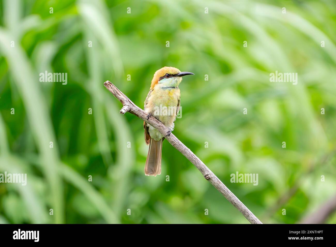 Asian green bee-eater, Merops orientalis Stock Photo - Alamy