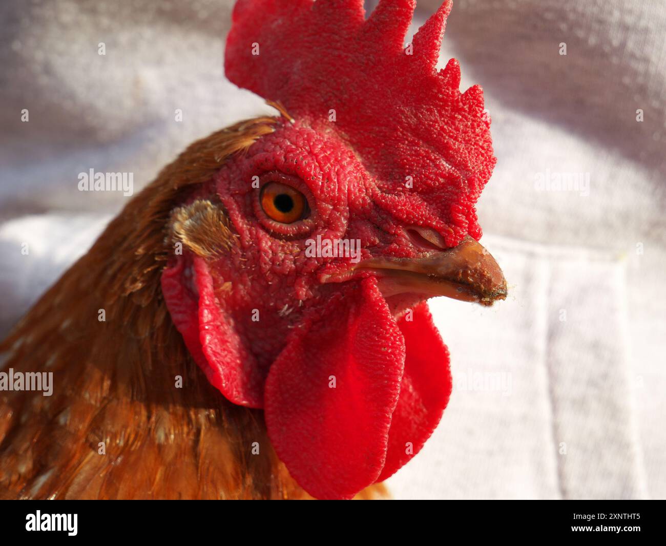 Hen head shot hi-res stock photography and images - Alamy