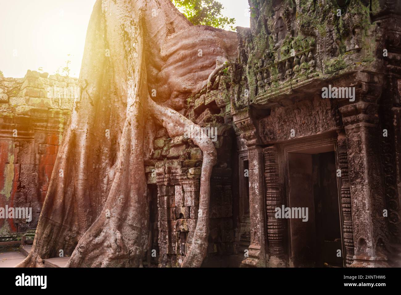 Angkor Thom, ancient temple ruins in Cambodia jungle with trees growing ...