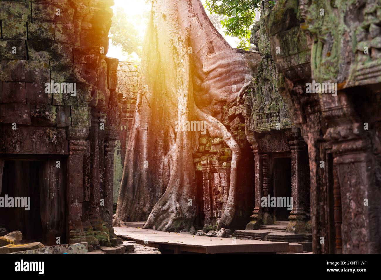 Angkor Thom, ancient temple ruins in Cambodia jungle with trees growing ...