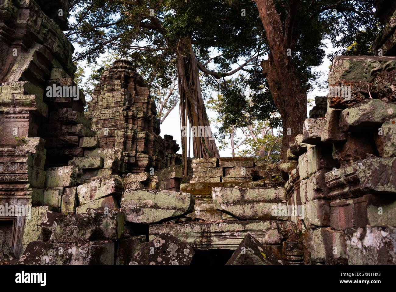 Angkor Thom, ancient temple ruins in Cambodia jungle with trees growing ...