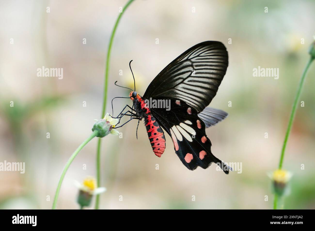 Common rose butterfly hi-res stock photography and images - Alamy
