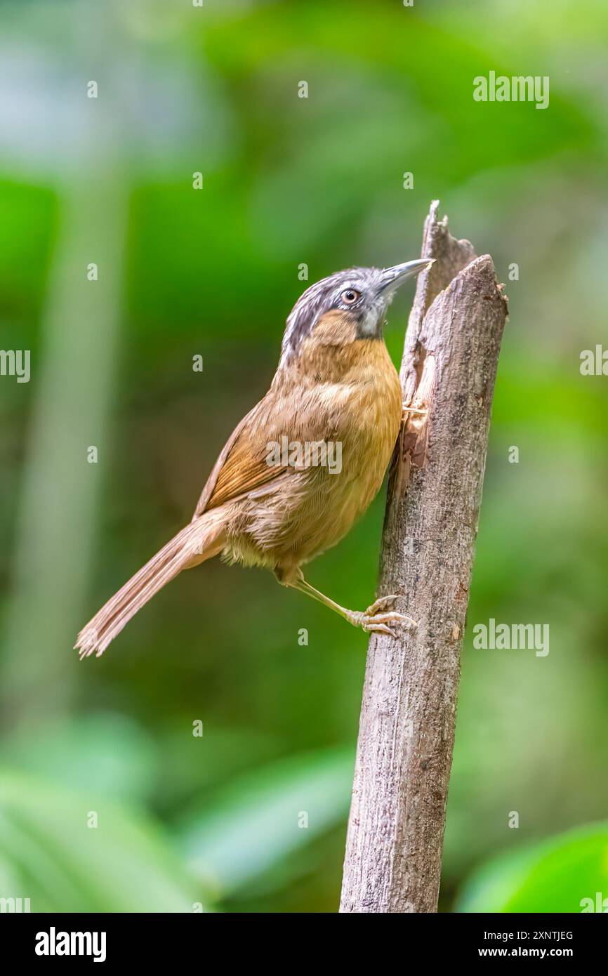 grey-throated babbler, Stachyris nigriceps Stock Photo - Alamy