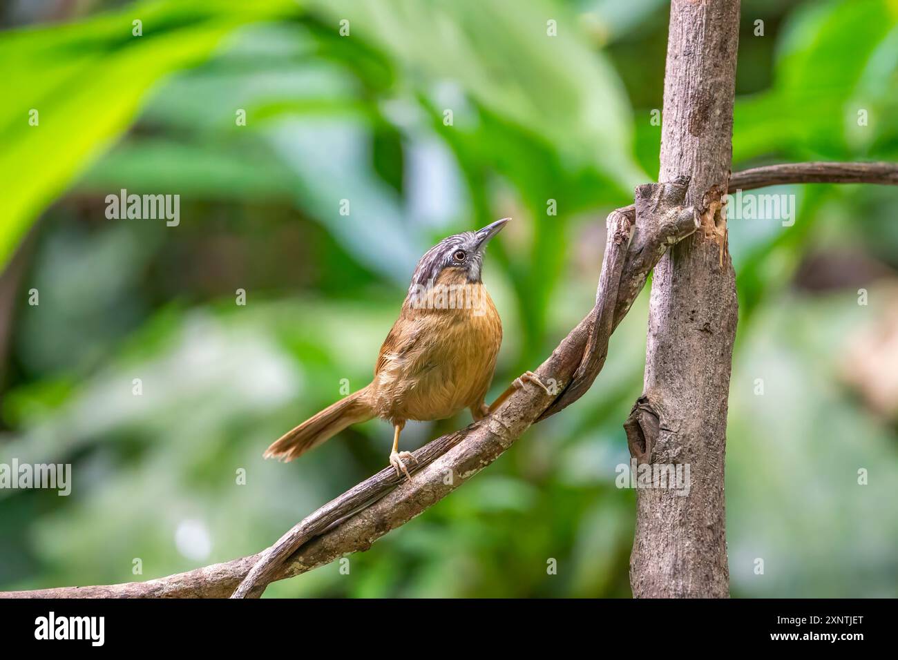 grey-throated babbler, Stachyris nigriceps Stock Photo - Alamy