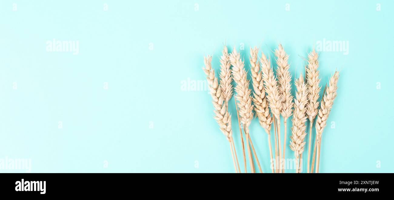 Wheat ears, gluten intolerance, celiac disease or grain allergy ...