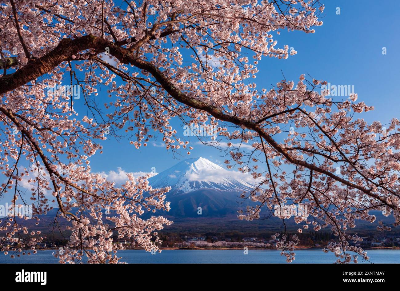 Mt.Fuji and Cherry Blossom at lake Kawaguchiko,Yamanashi,Japan Stock Photo - Alamy