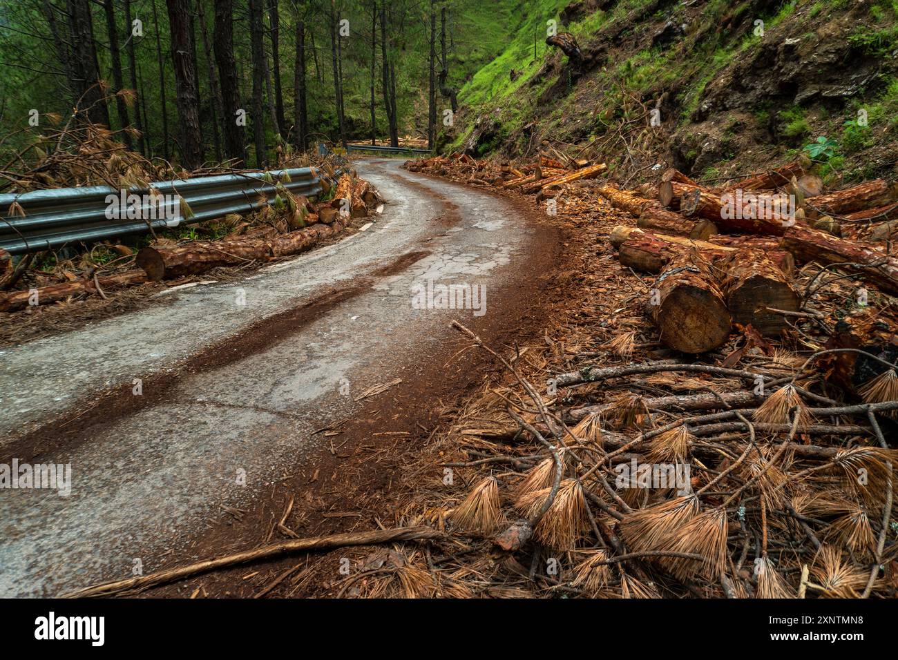 Deforestation in the hills of Uttarakhand due to road widening and new ...