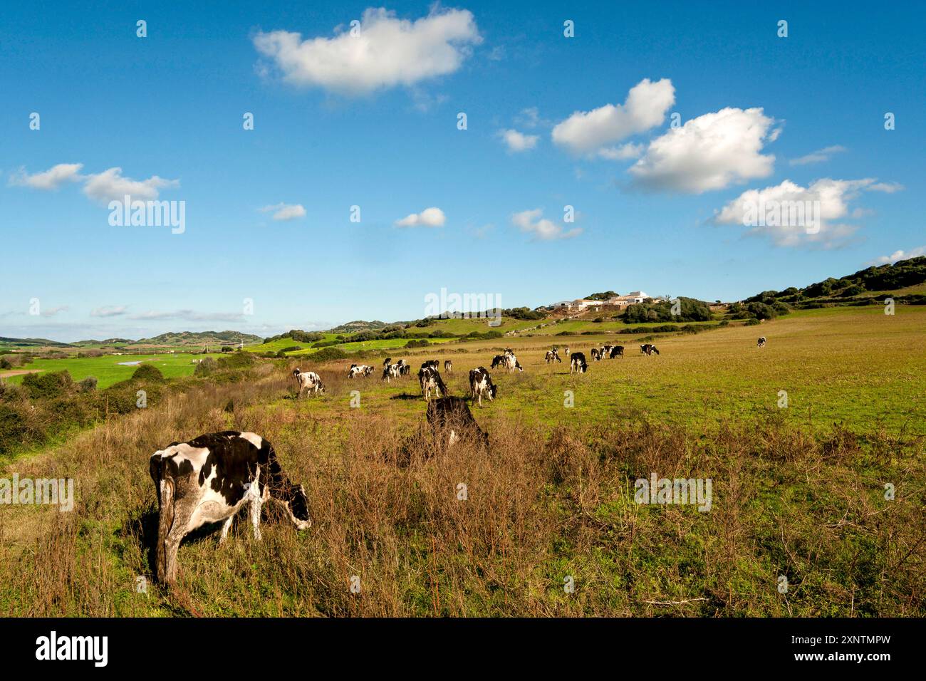 Livestock area, Lluriach Vey. Mercadal. Menorca. Balearic islands ...
