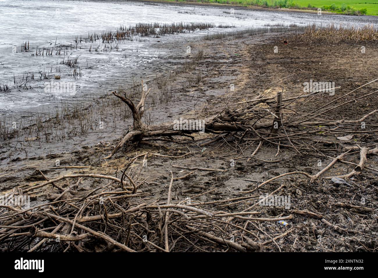 dry trees and various garbage remains on the edge of the dried lake ...