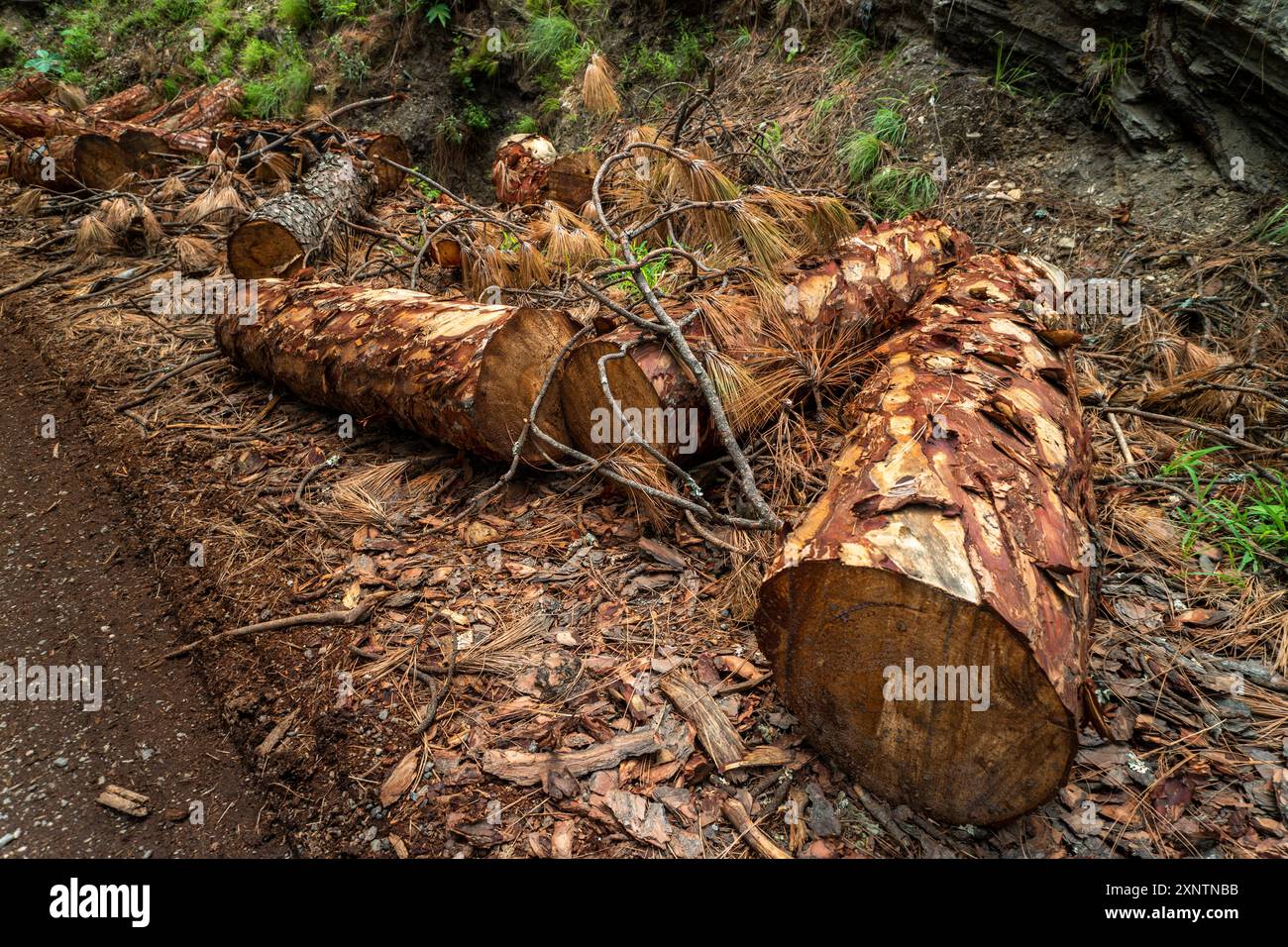 Deforestation in the hills of Uttarakhand due to road widening and new ...