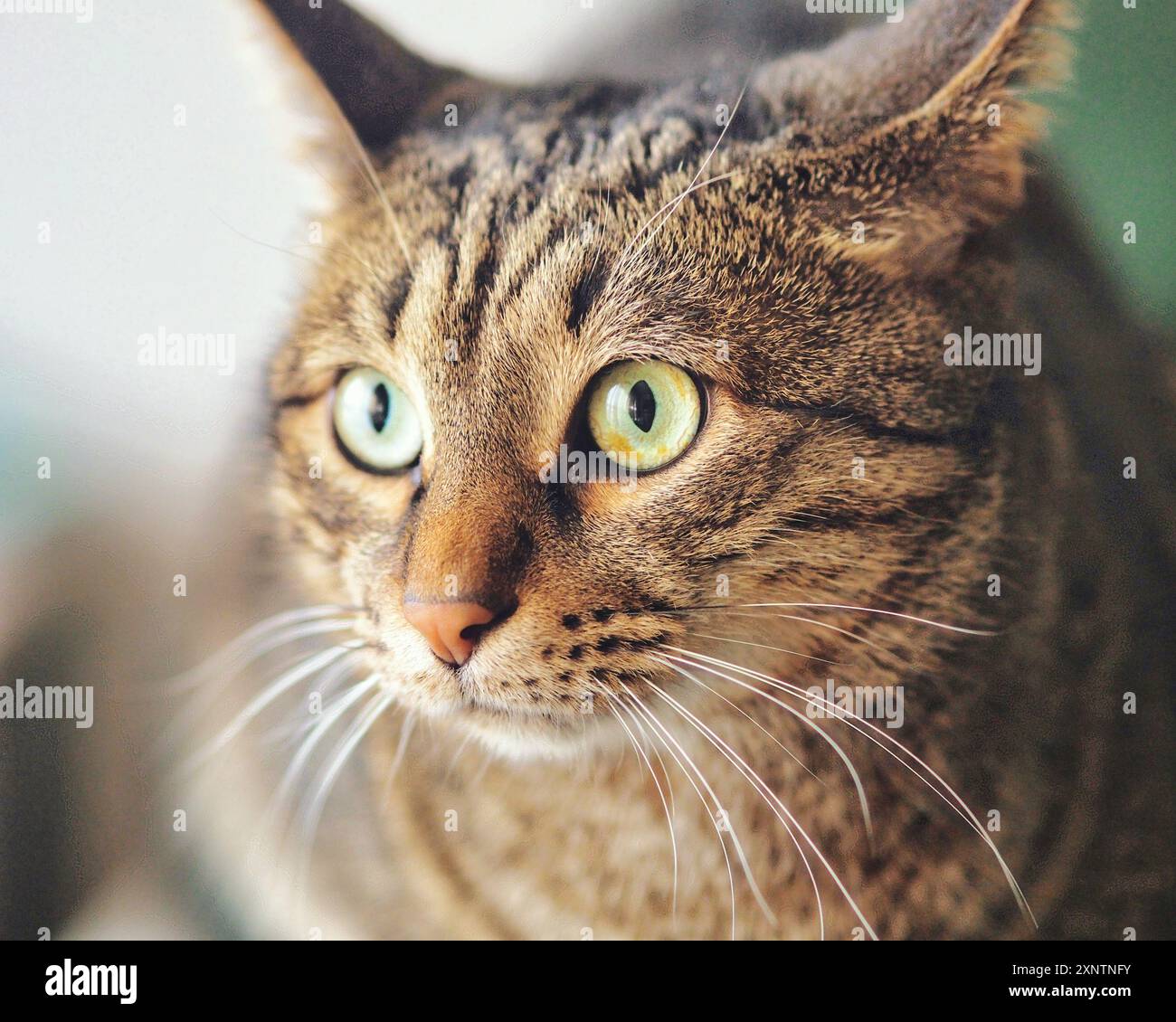 Sharp bright eyes hi-res stock photography and images - Alamy